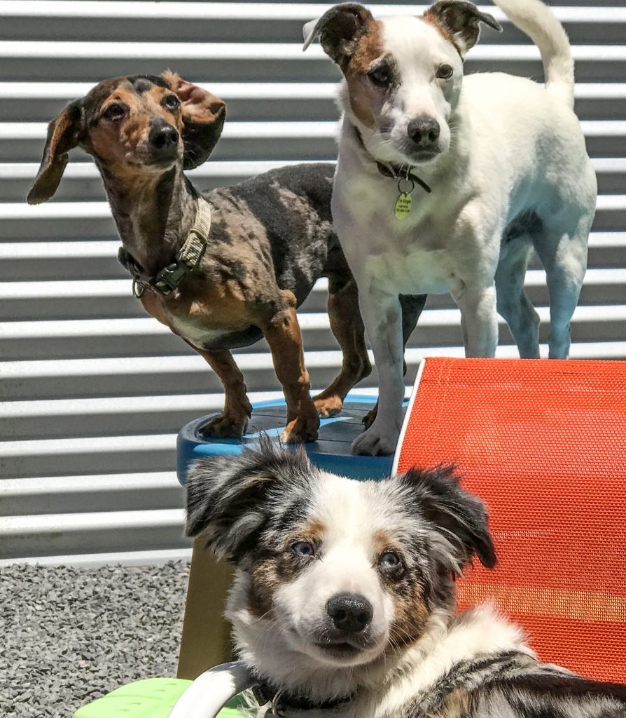 K9 Activity Club – We LOVE dogs!